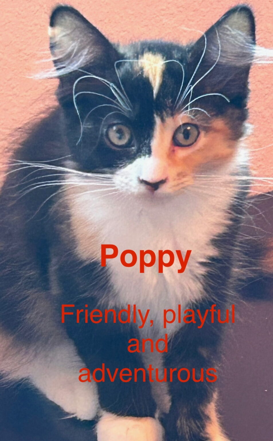 Poppy - Chico Cat Cafe