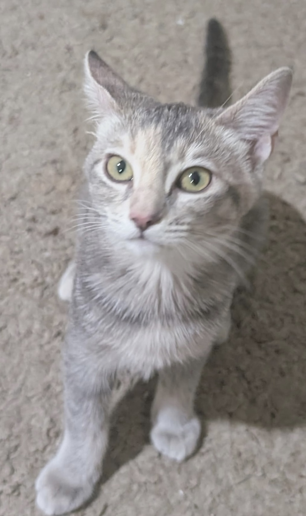 Flower - Chico Cat Cafe