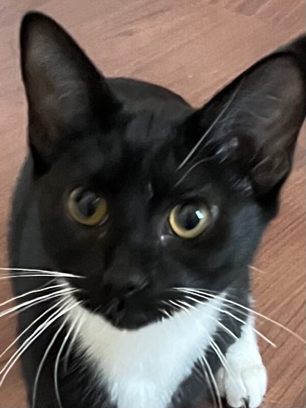 Cali - Chico Cat Cafe