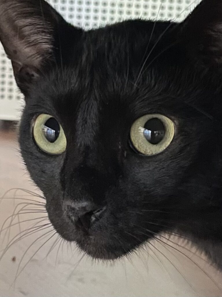 Our Cat Crew - Chico Cat Cafe