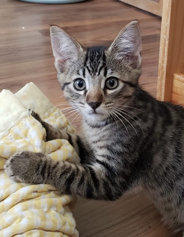 Cane - Chico Cat Cafe