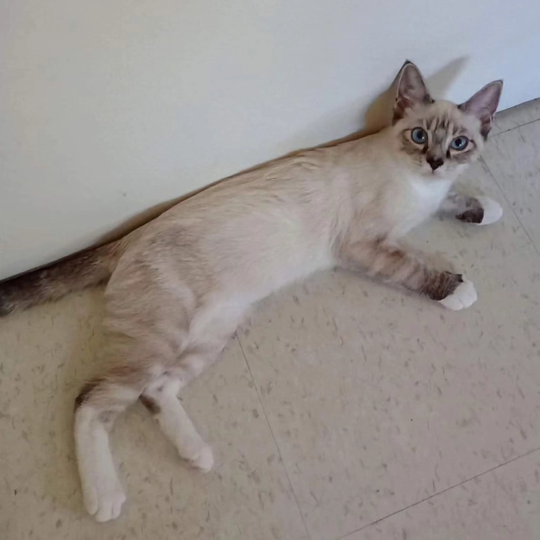 Elly May - Chico Cat Cafe