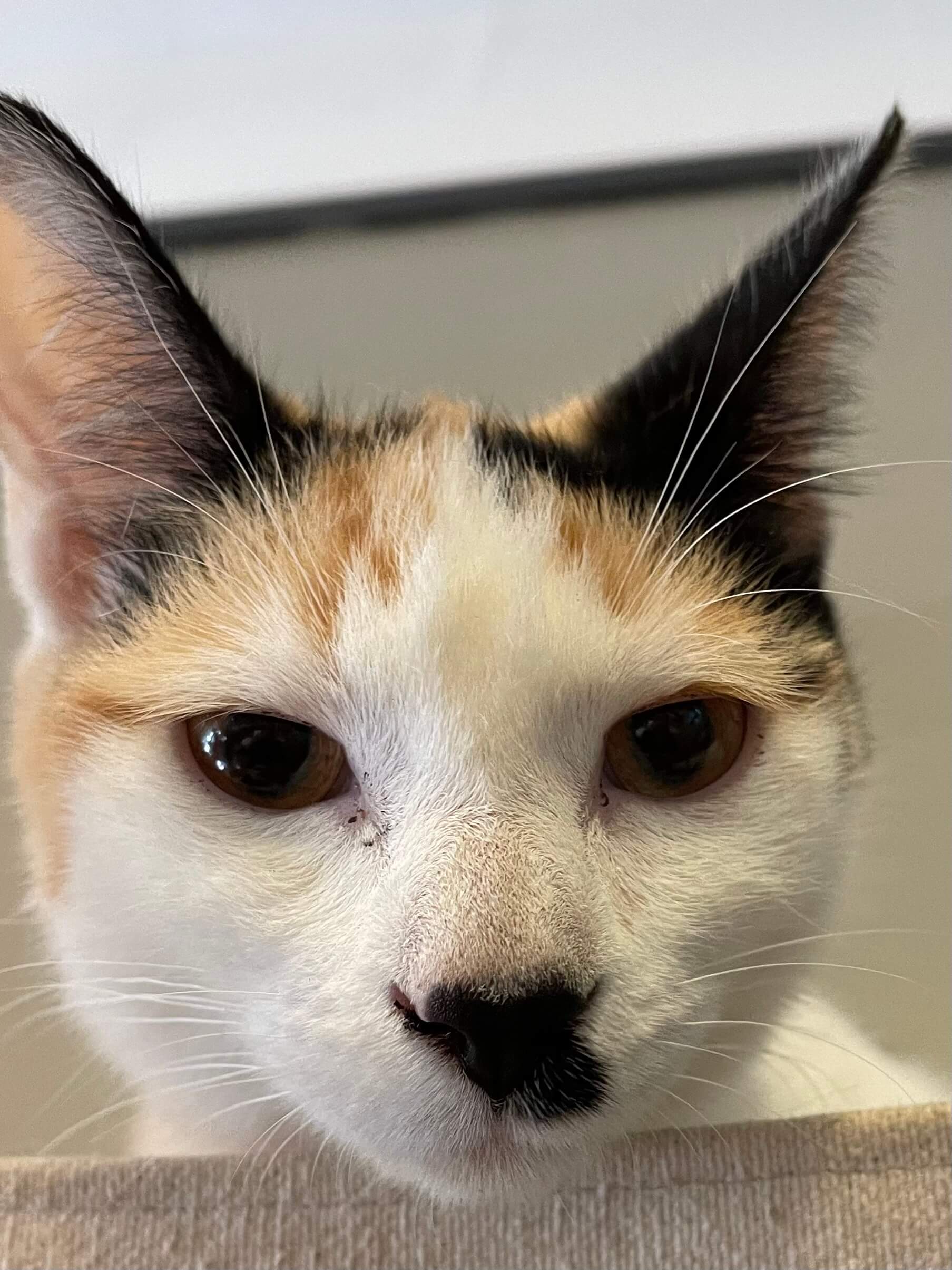 Eva - Chico Cat Cafe