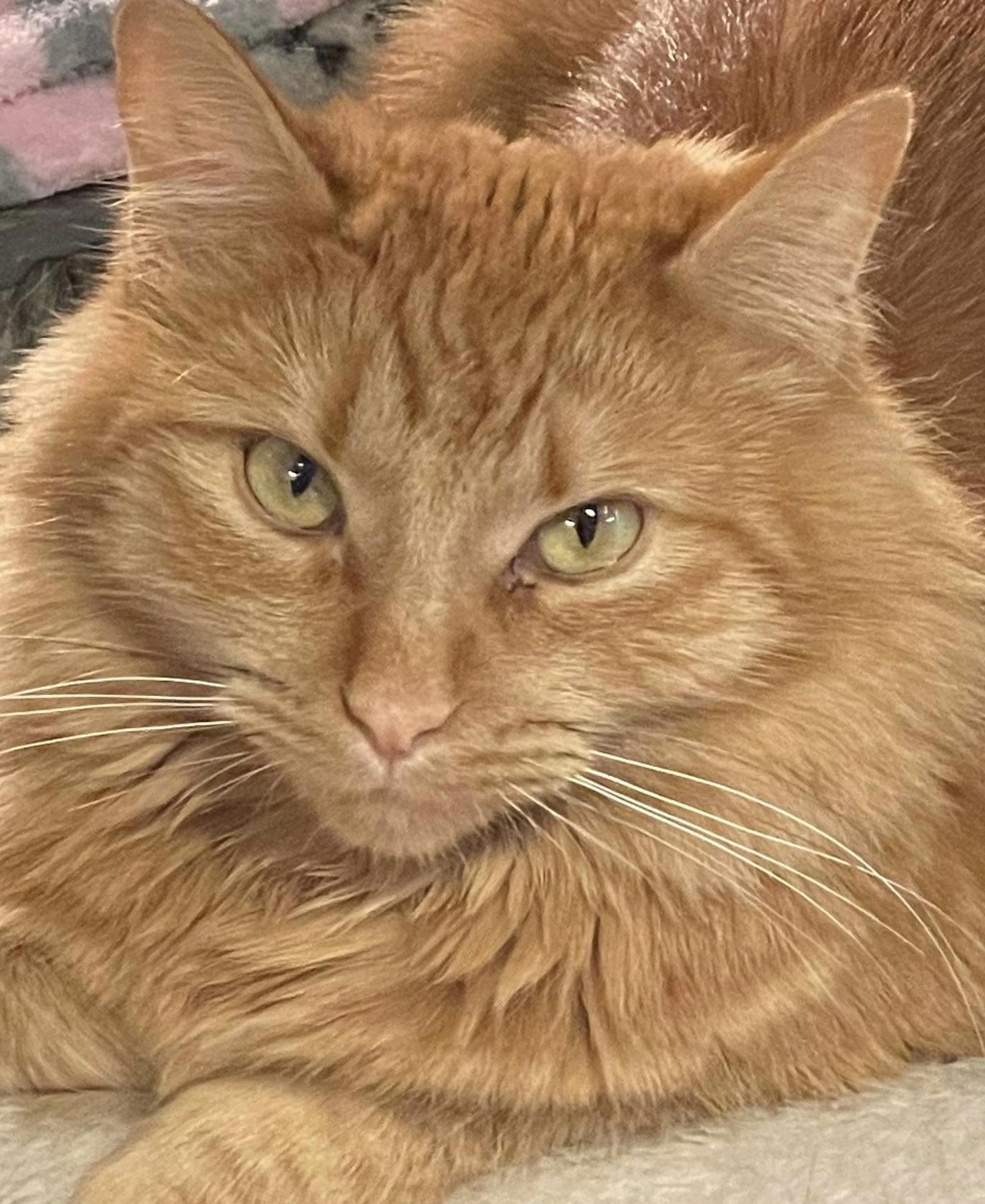 Ava - Chico Cat Cafe