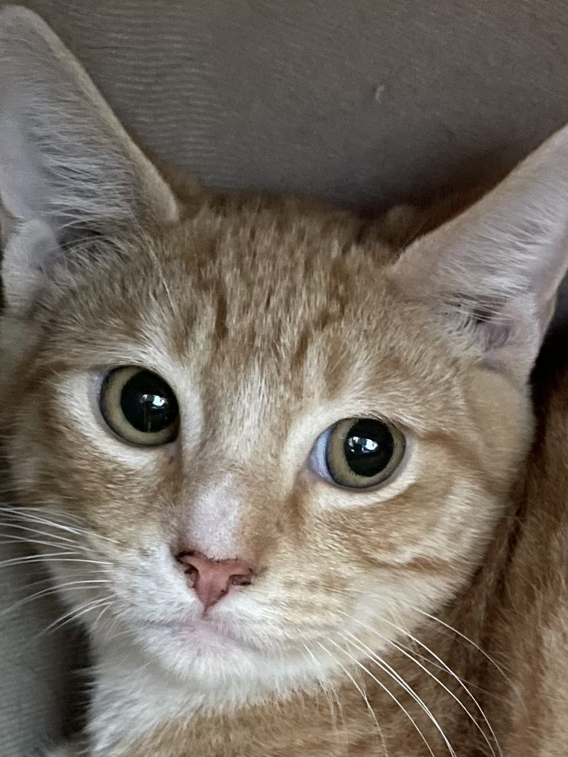 Jupiter - Chico Cat Cafe