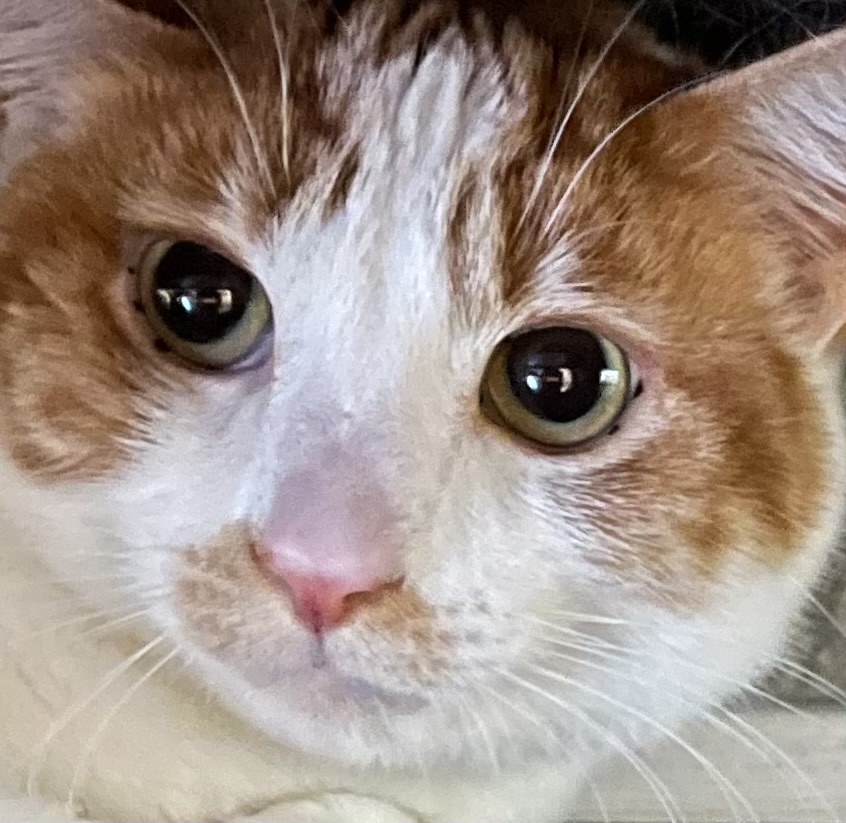 Sparrow - Chico Cat Cafe