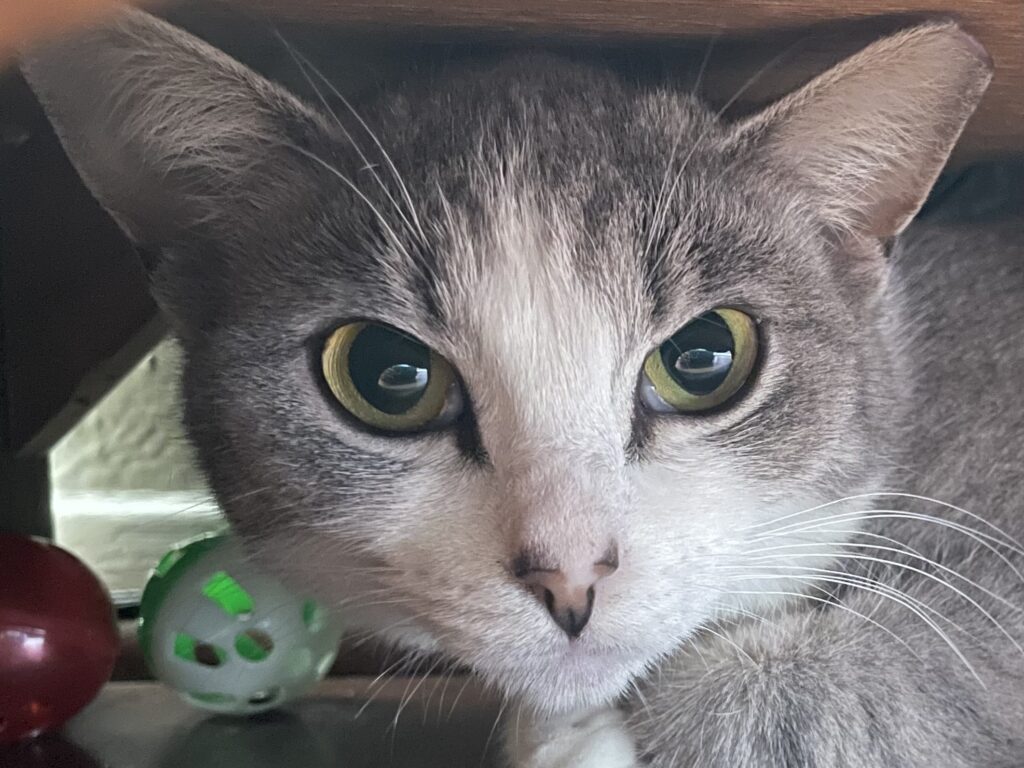 Our Cat Crew - Chico Cat Cafe