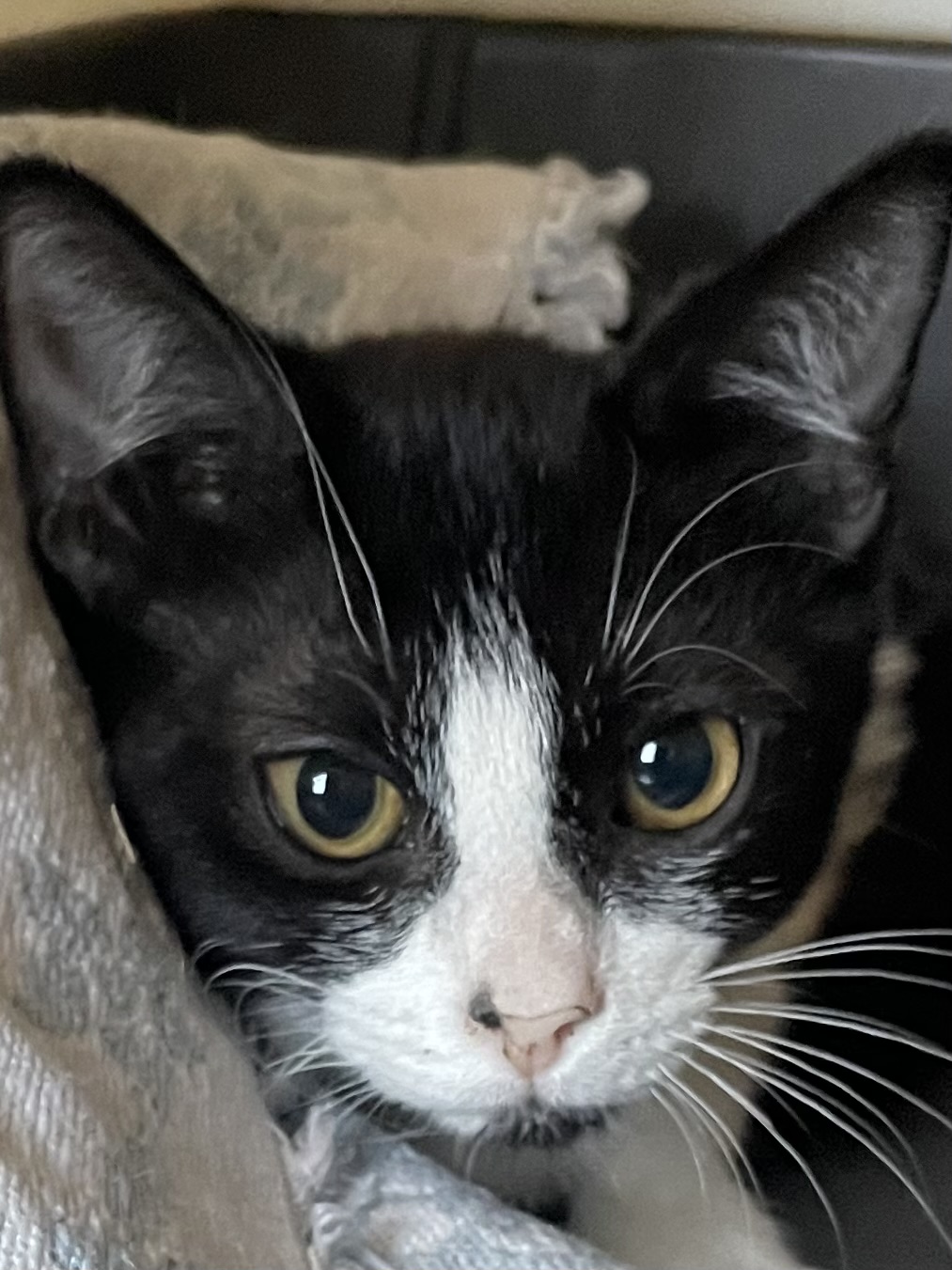 Chickpea - Chico Cat Cafe