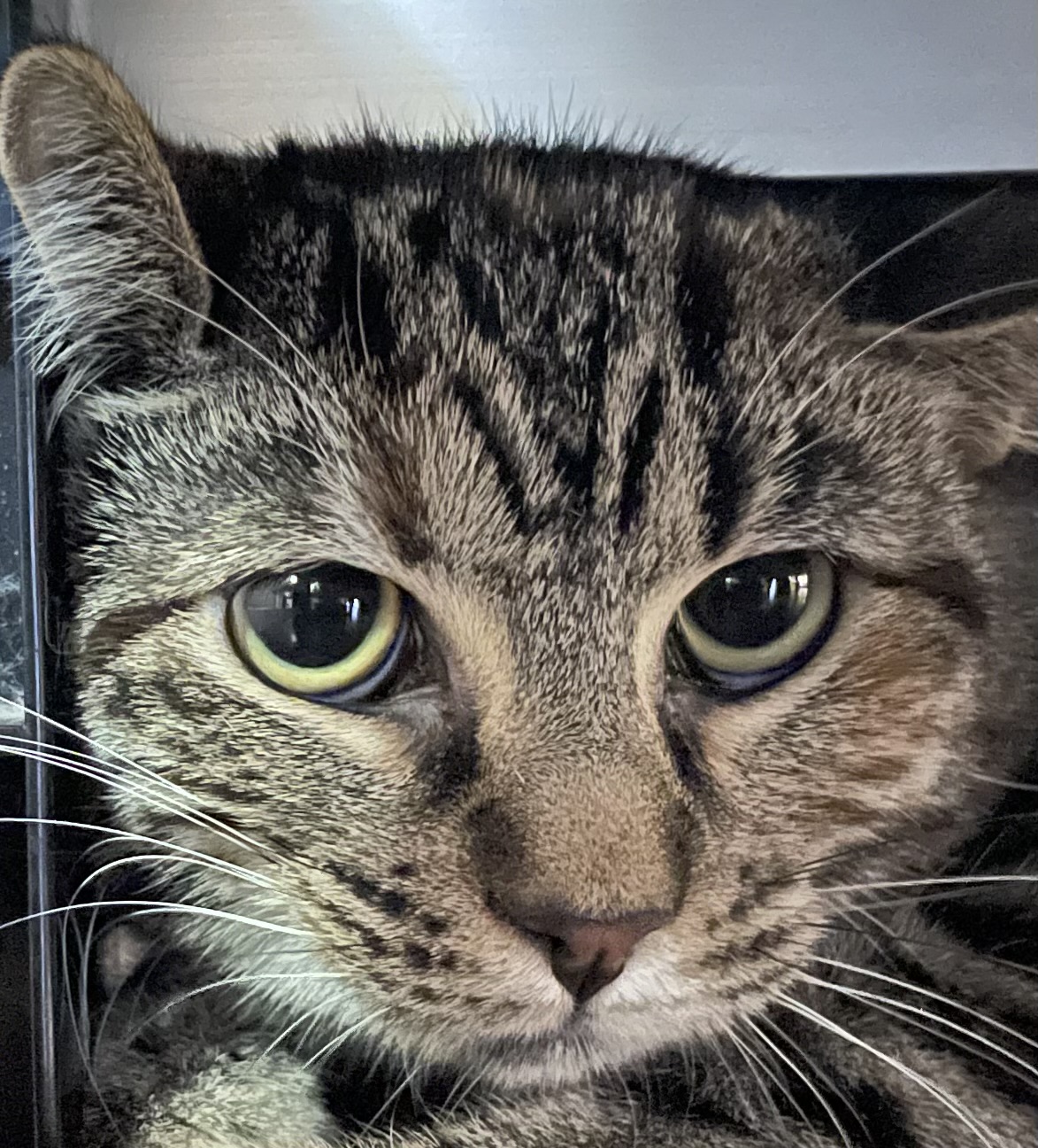 Caitlin - Chico Cat Cafe