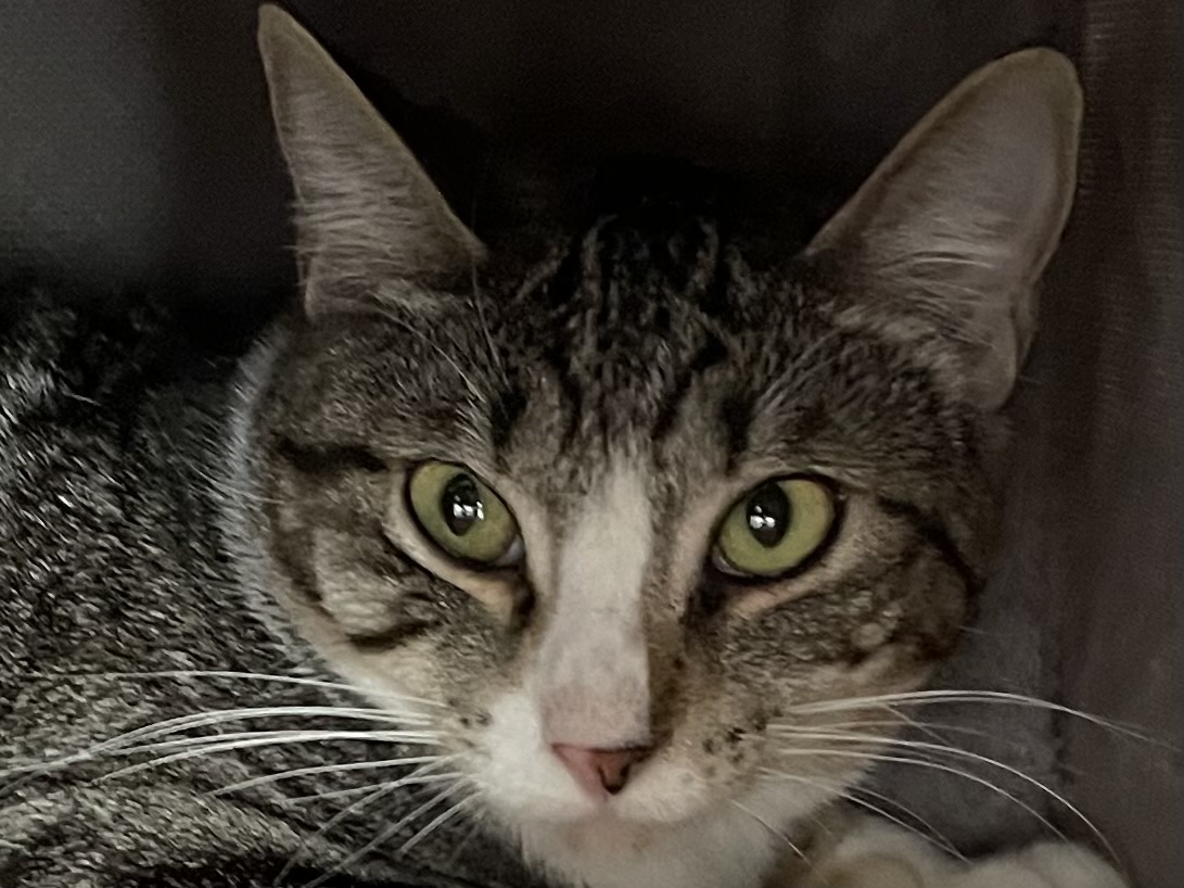 Lacy - Chico Cat Cafe