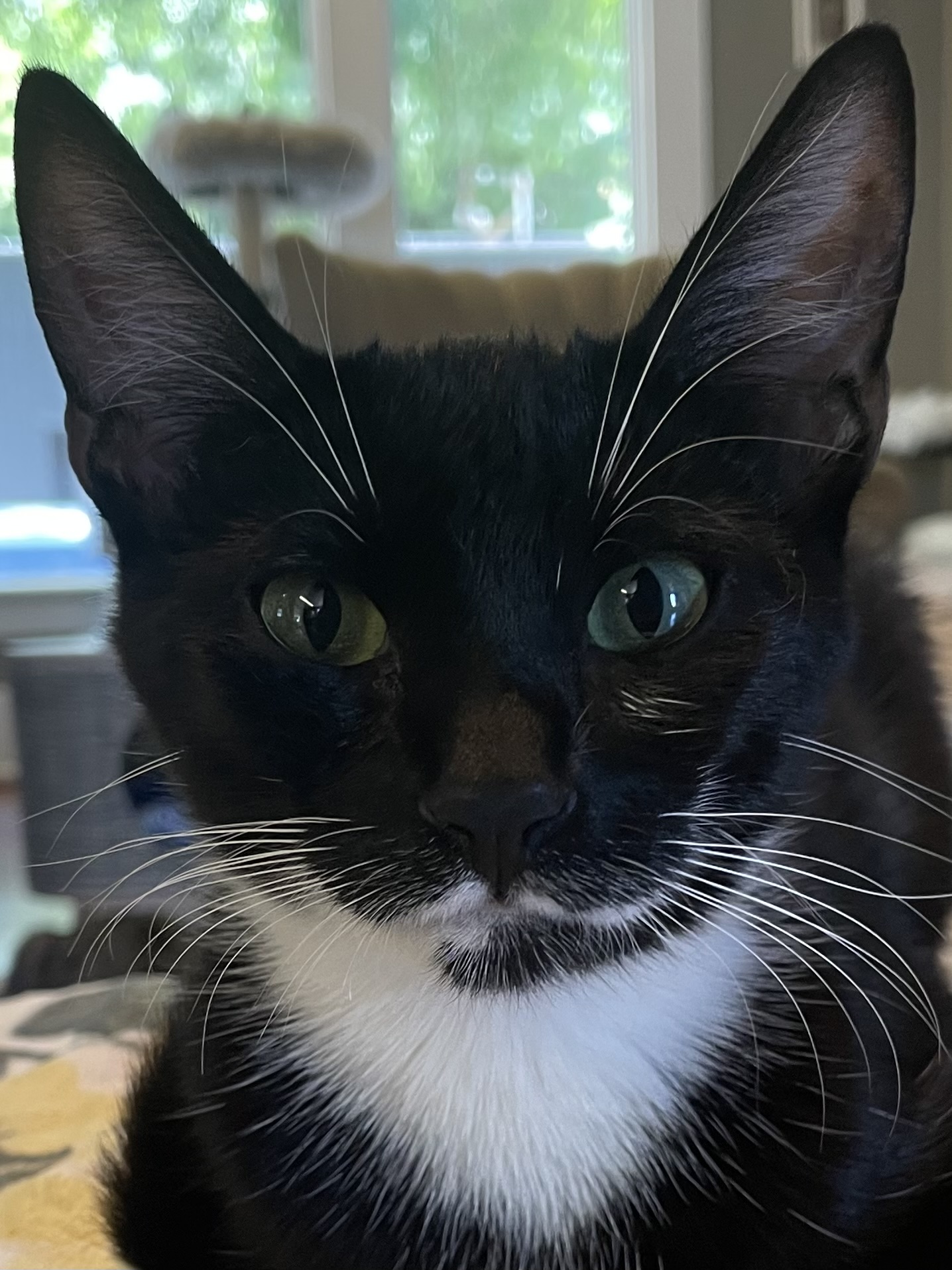 Casey - Chico Cat Cafe