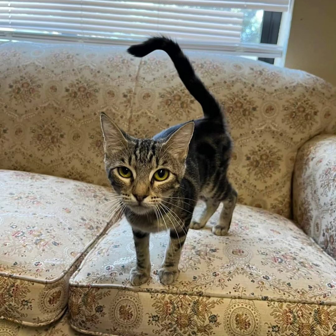 Queen - Chico Cat Cafe