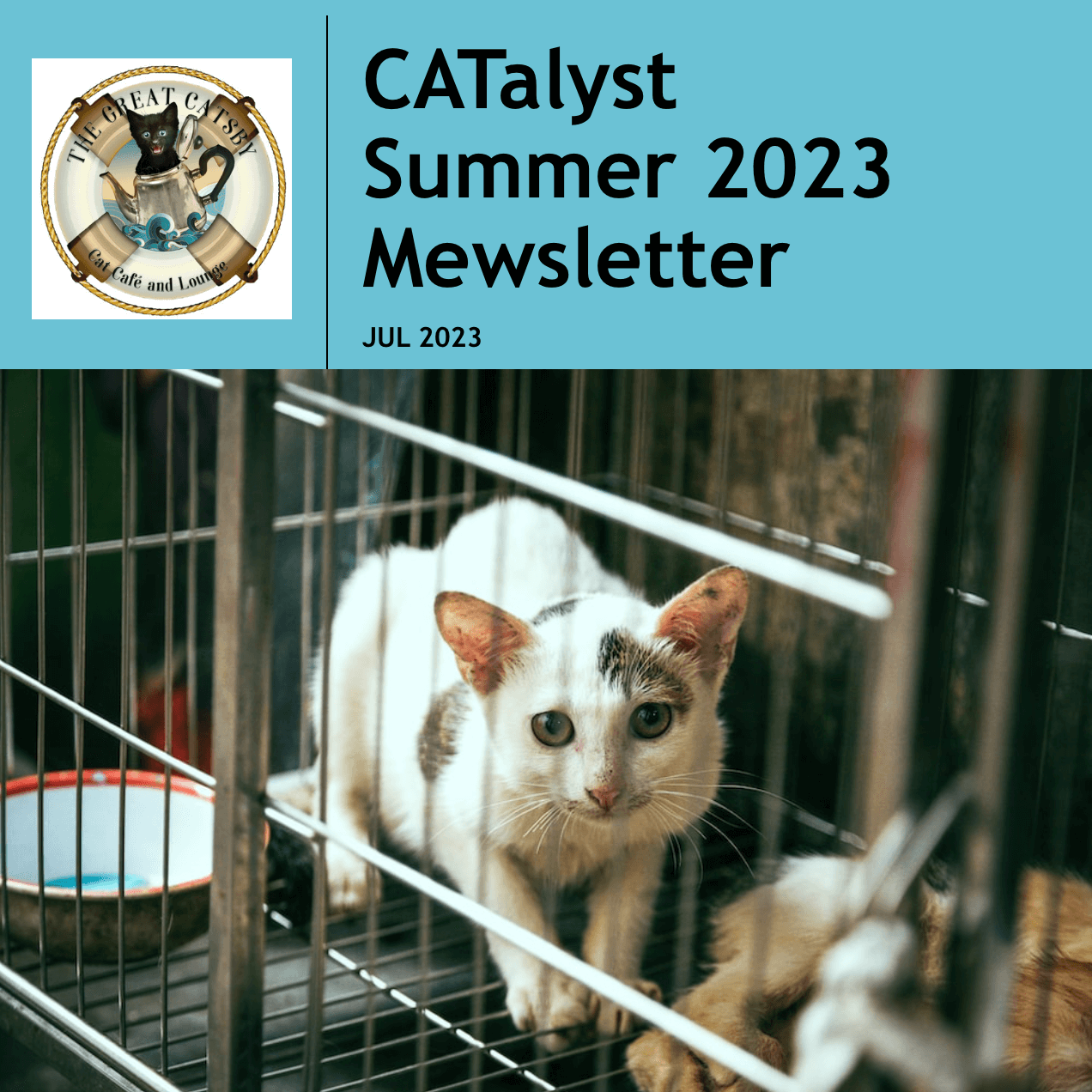 Together, We Are Reshaping the Traditional Paradigm of Saving Cats ...