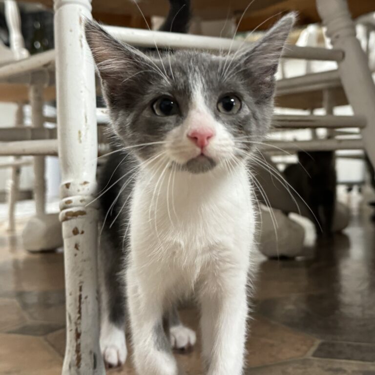 Adoption Process - Chico Cat Cafe