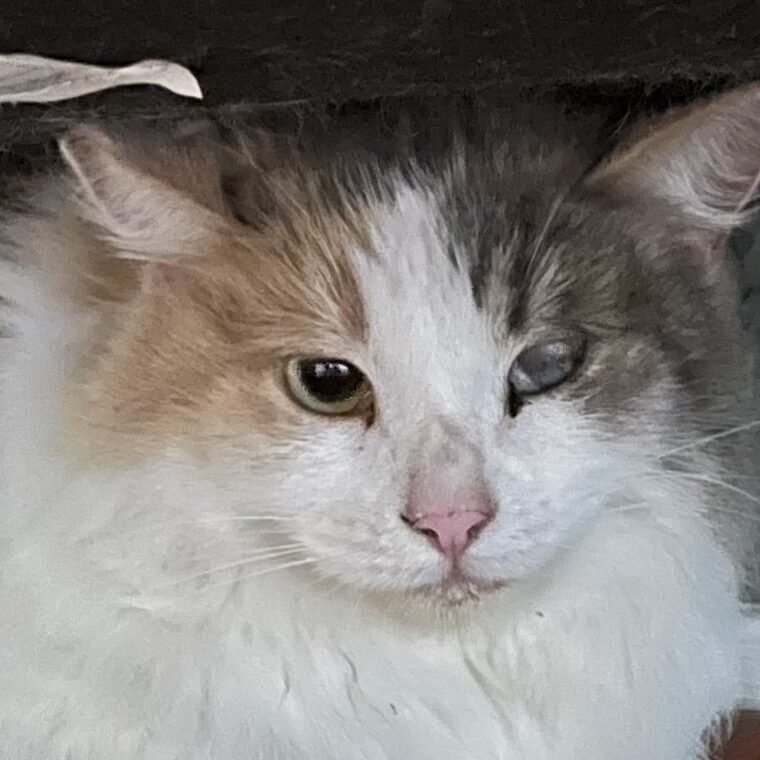 Tina - Chico Cat Cafe