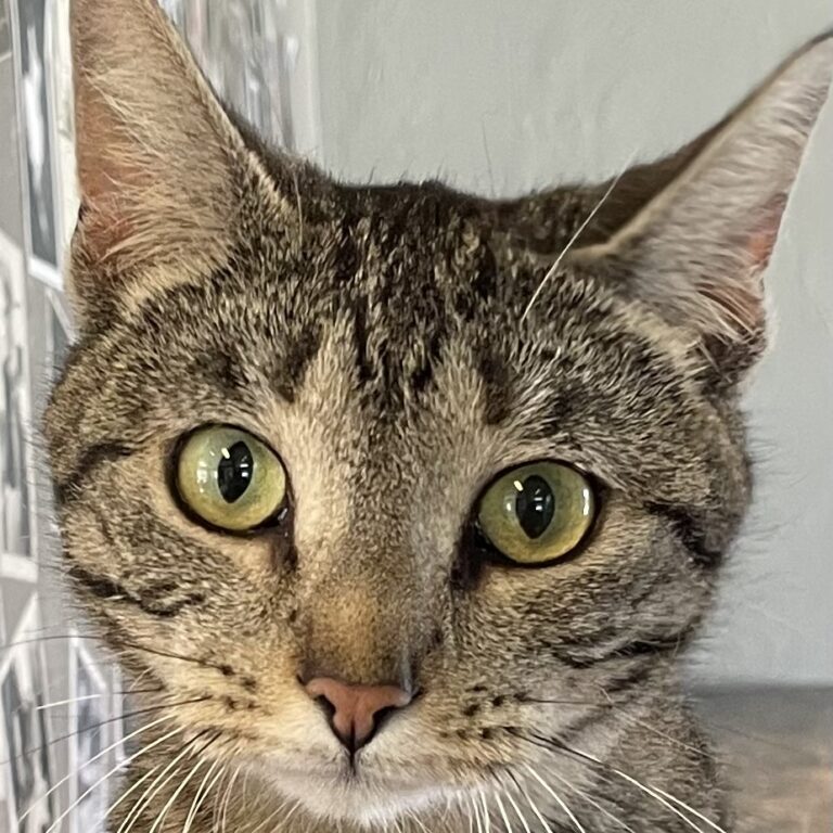 Adoption Process - Chico Cat Cafe