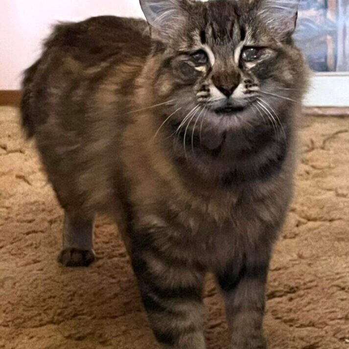 Meet our Cat Ambassador - Chico Cat Cafe